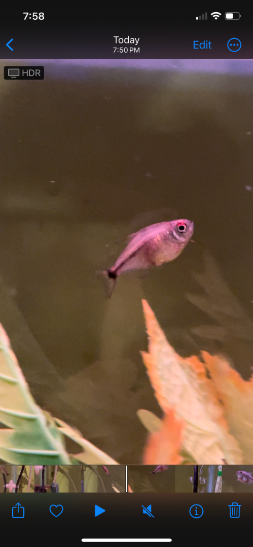 Fish internally bleeding? - Diseases - Aquarium Co-Op Forum