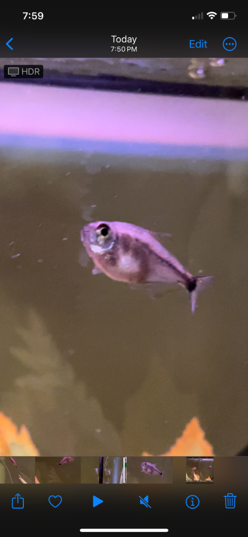 Fish internally bleeding? - Diseases - Aquarium Co-Op Forum