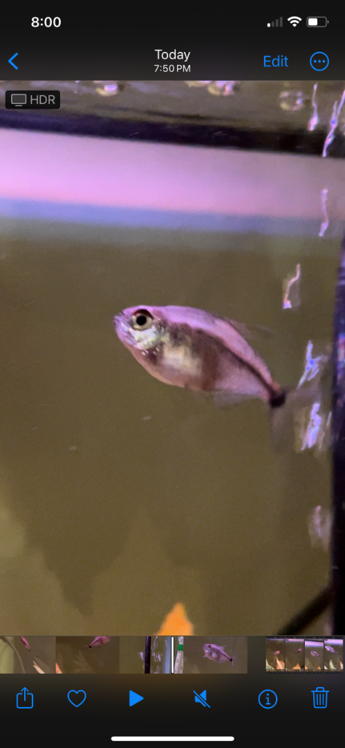 Fish internally bleeding? - Diseases - Aquarium Co-Op Forum