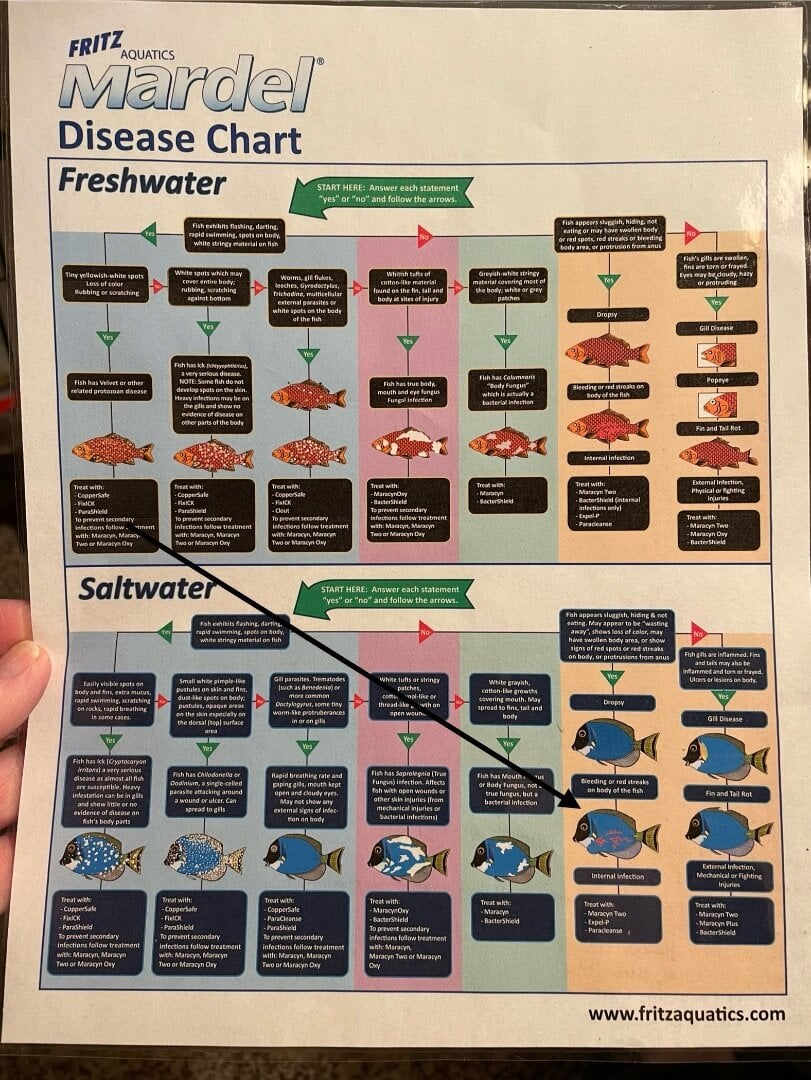 Fish internally bleeding? - Diseases - Aquarium Co-Op Forum