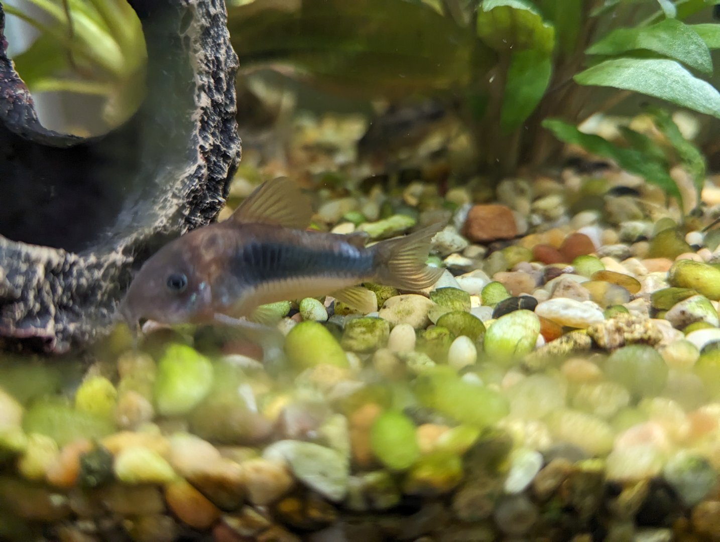 Green Corydora - injury or fungus? - Diseases - Aquarium Co-Op Forum