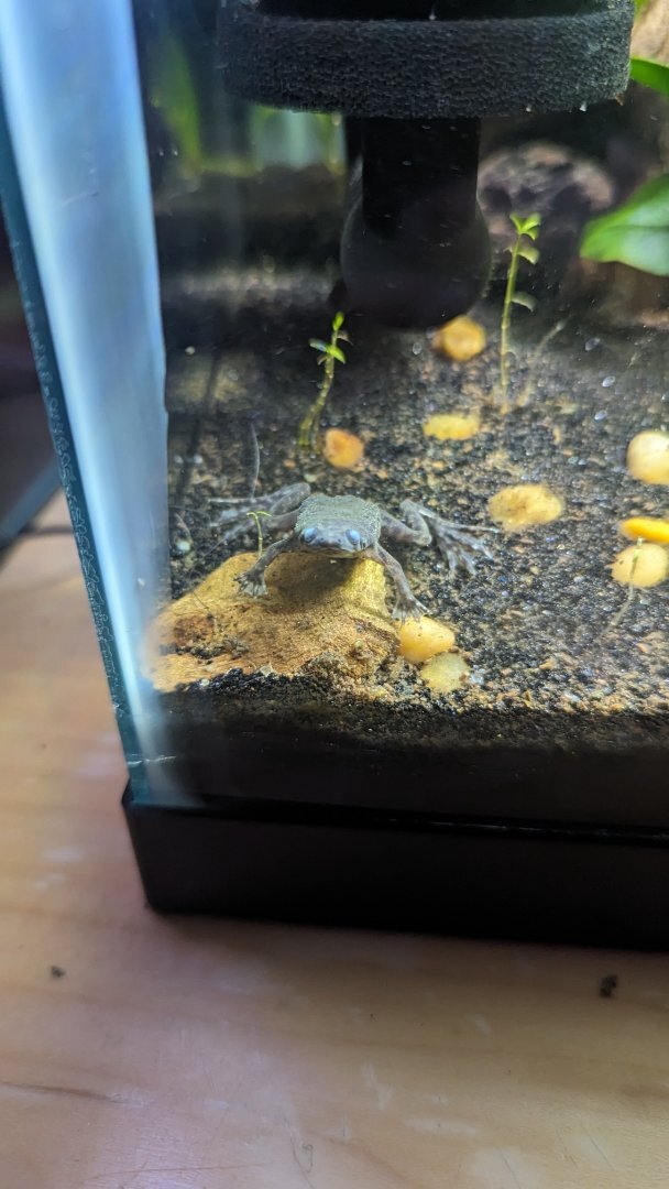 African Dwarf frog Sick... Need help - Diseases - Aquarium Co-Op Forum