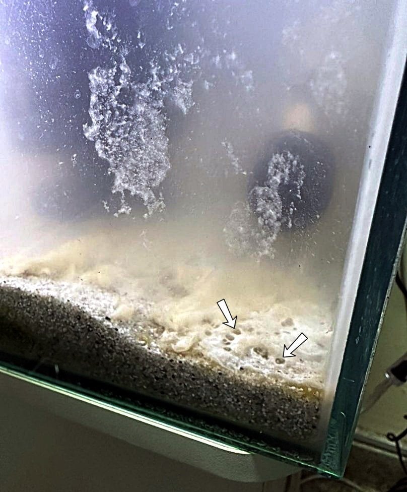 Persistent Water Mold/White Tufts/White Algae? Need Help :( - Plants ...
