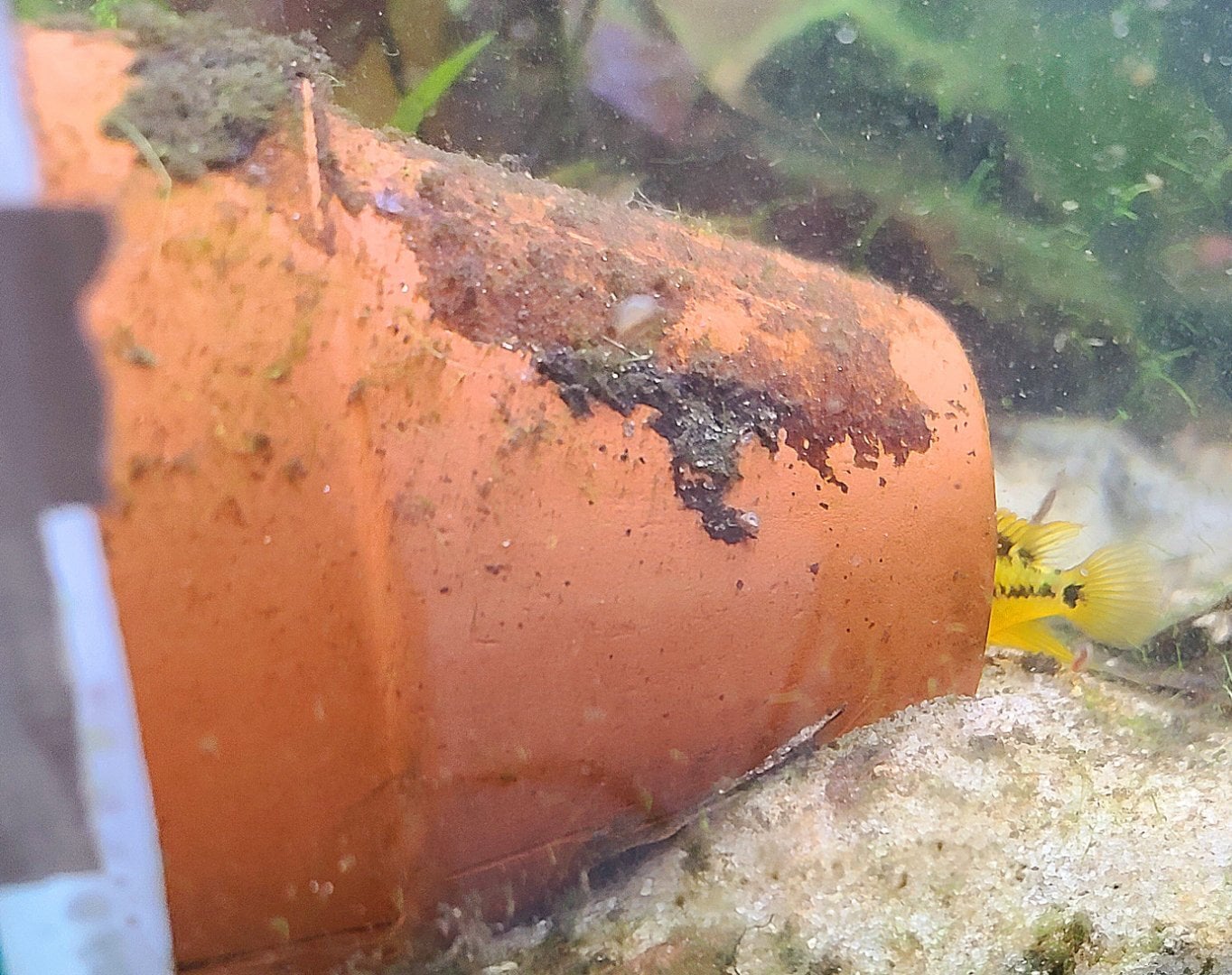 How to get my apistos to spawn where I can see it? - Fish Breeding ...