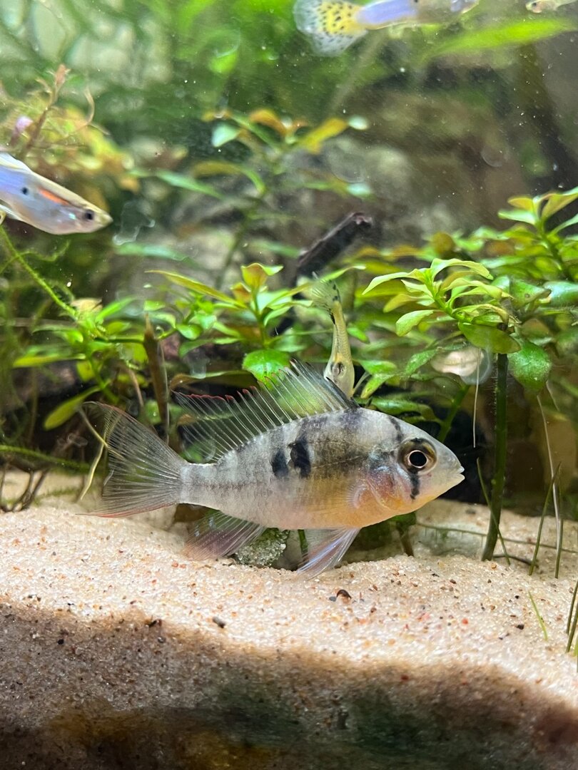 Sick Bolivian rams - is this internal parasites or something else ...