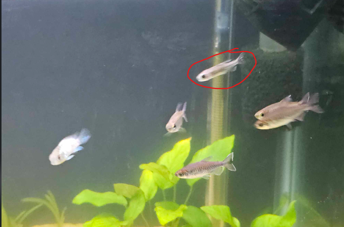 skinny fish - General Chat - Aquarium Co-Op Forum