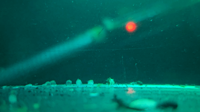 Update to species: Pao fangi breeding project - Fish Breeding ...