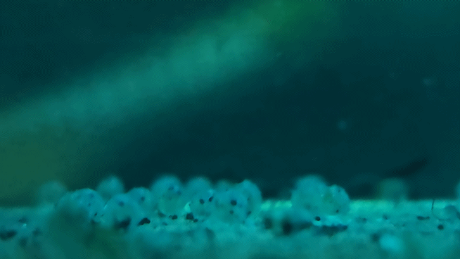 Update to species: Pao fangi breeding project - Fish Breeding ...