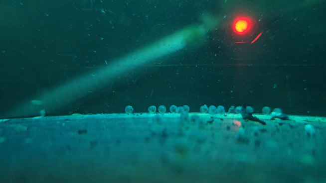 Update to species: Pao fangi breeding project - Fish Breeding ...