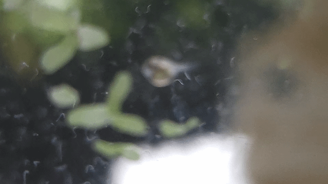 Update to species: Pao fangi breeding project - Fish Breeding ...
