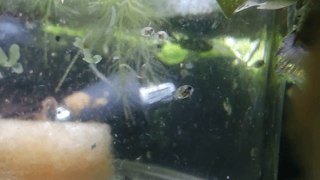 Update to species: Pao fangi breeding project - Fish Breeding ...
