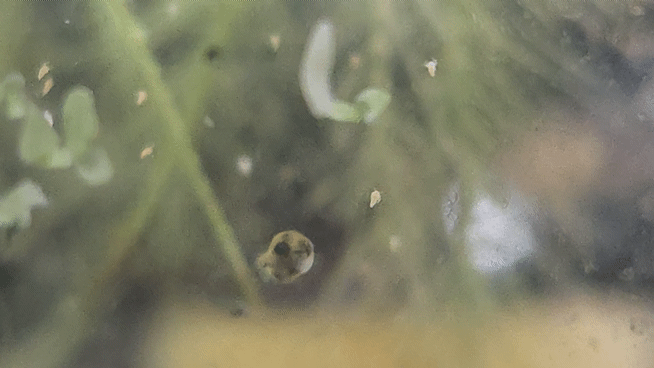 Update to species: Pao fangi breeding project - Fish Breeding ...