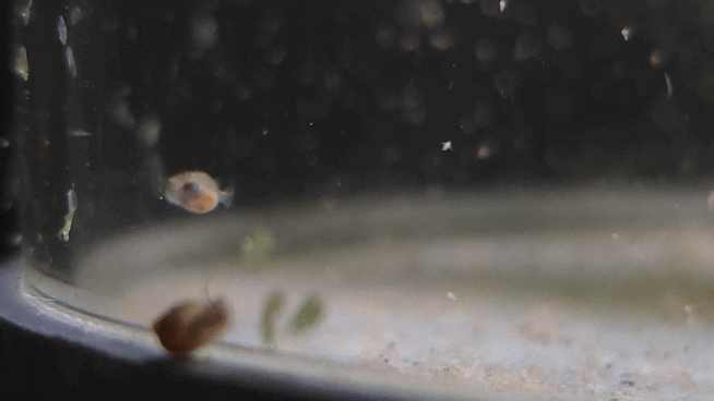 Update to species: Pao fangi breeding project - Fish Breeding ...