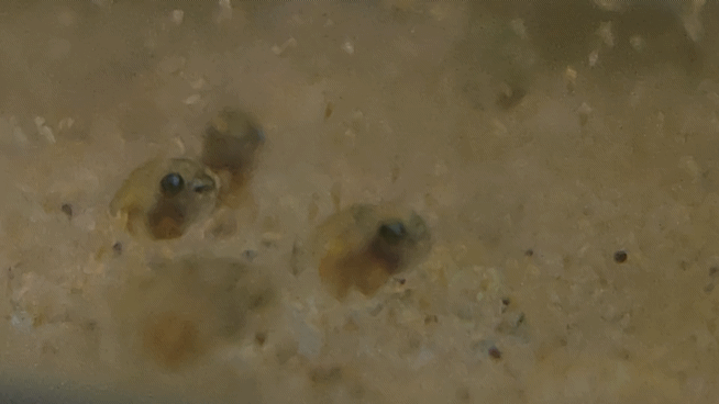 Update to species: Pao fangi breeding project - Fish Breeding ...