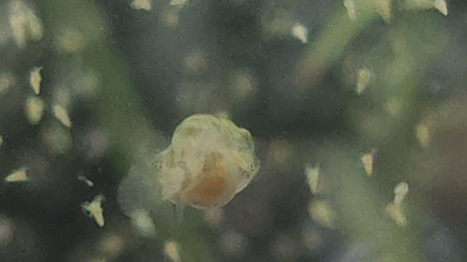 Update to species: Pao fangi breeding project - Fish Breeding ...