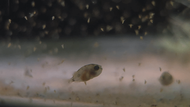 Update to species: Pao fangi breeding project - Fish Breeding ...