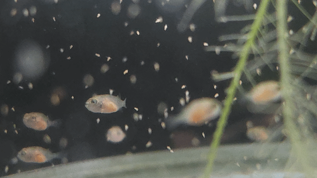 Update to species: Pao fangi breeding project - Fish Breeding ...