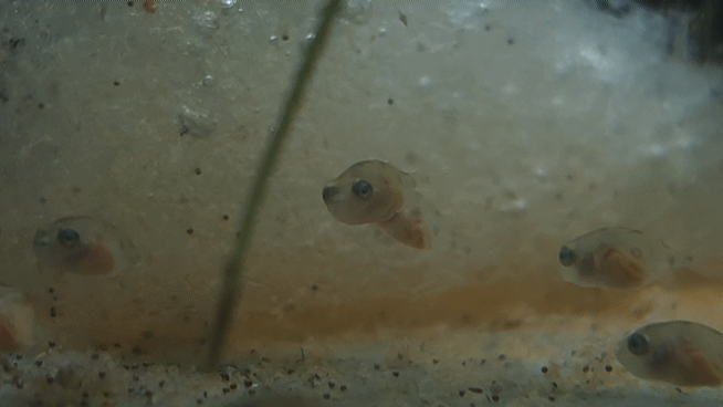 Update to species: Pao fangi breeding project - Fish Breeding ...
