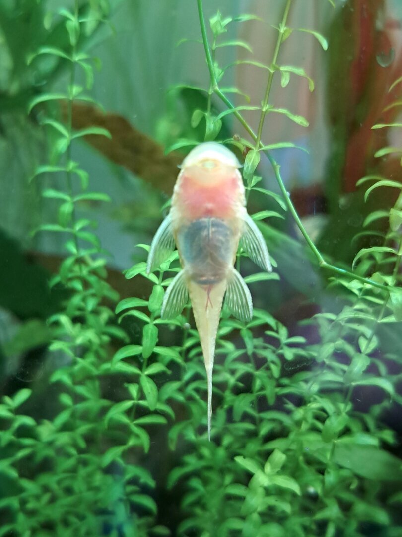 Camallanus worms?? - Diseases - Aquarium Co-Op Forum