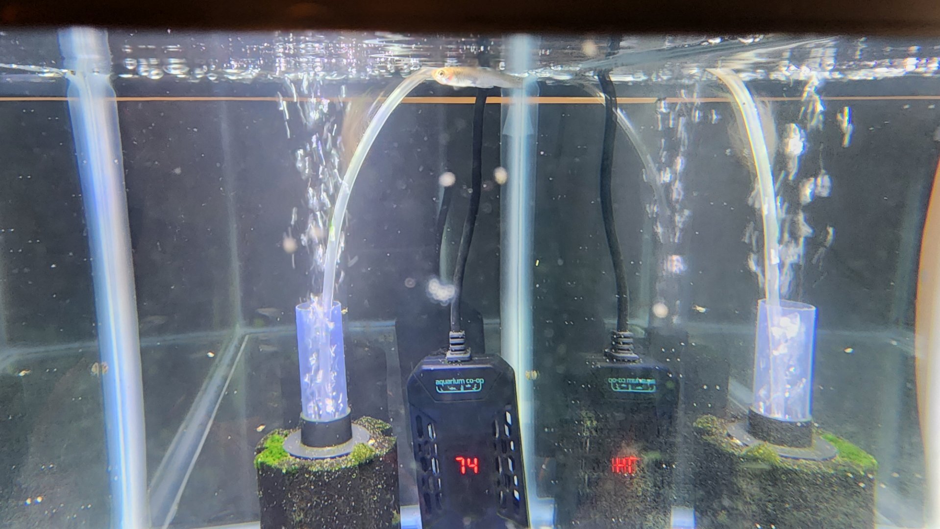 Very skinny guppy - Diseases - Aquarium Co-Op Forum