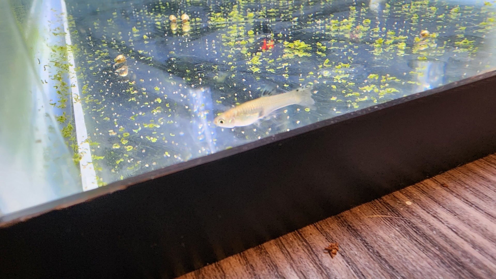 Very skinny guppy - Diseases - Aquarium Co-Op Forum