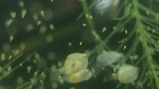 Update to species: Pao fangi breeding project - Fish Breeding ...