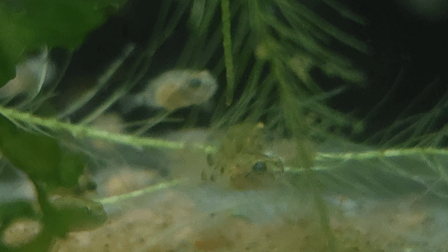 Update to species: Pao fangi breeding project - Fish Breeding ...