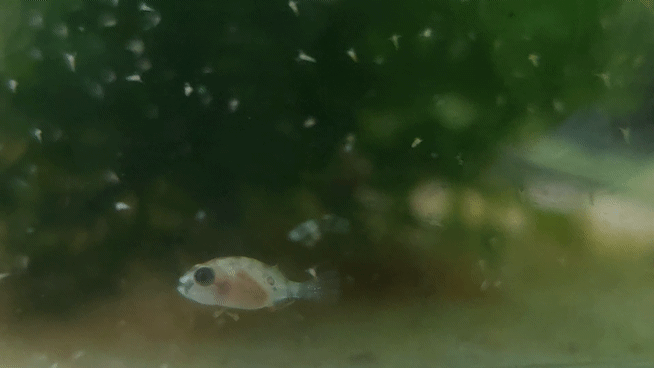 Update to species: Pao fangi breeding project - Fish Breeding ...