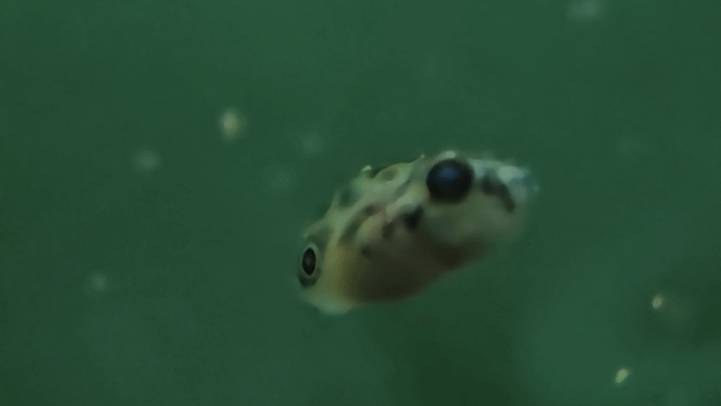 Update to species: Pao fangi breeding project - Fish Breeding ...