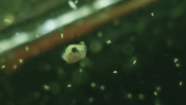 Update to species: Pao fangi breeding project - Fish Breeding ...
