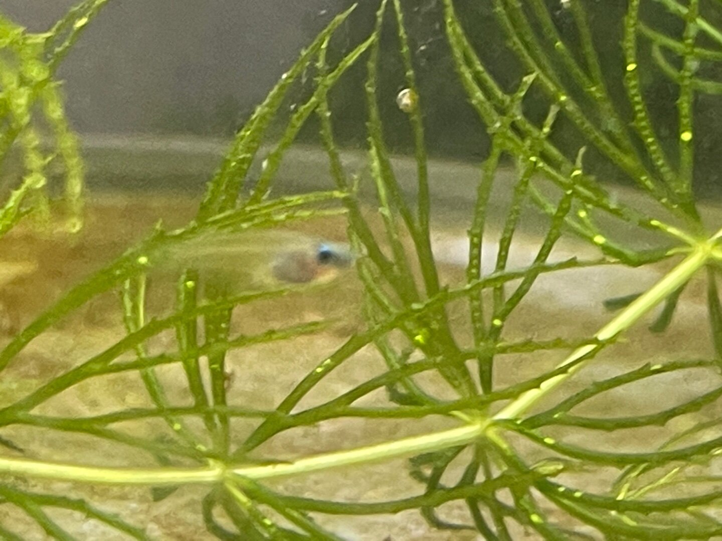 Oryzias woworae- Daisy’s ricefish - Photos, Videos & Journals ...