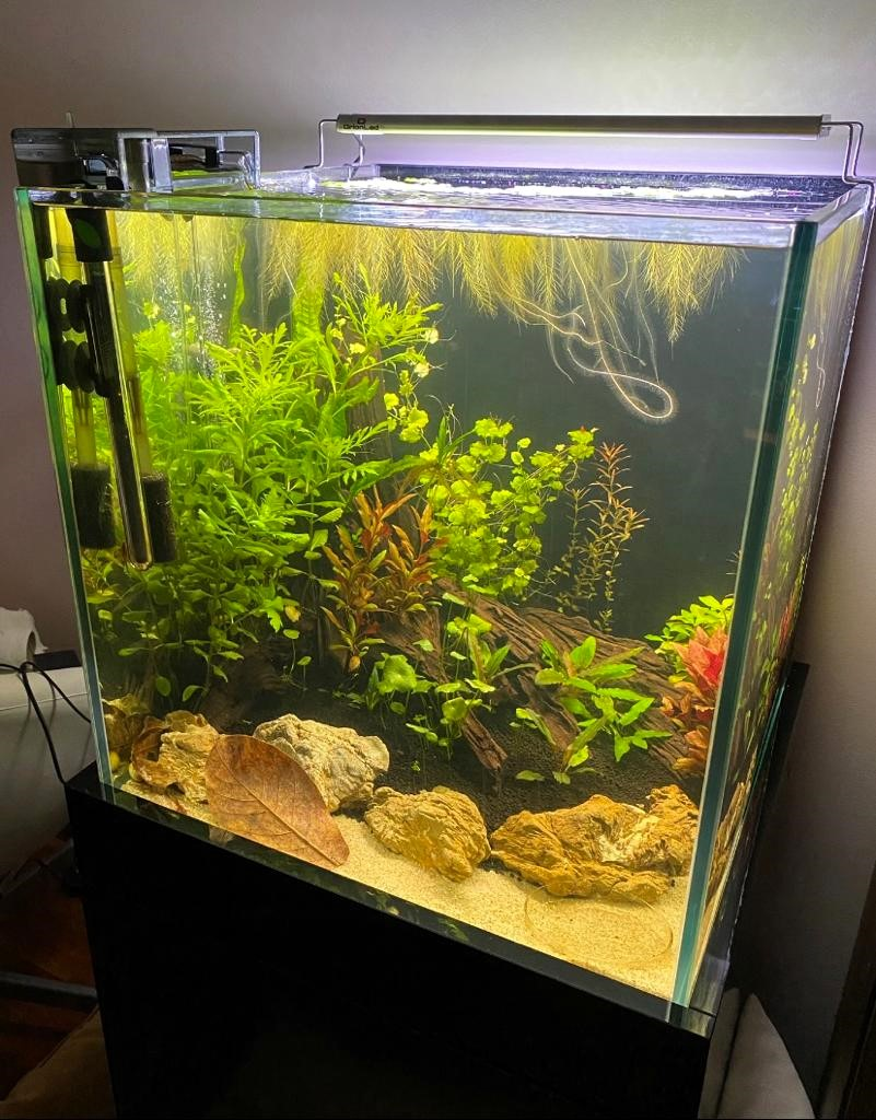 Red Lizard Whiptail Catfish - General Chat - Aquarium Co-Op Forum