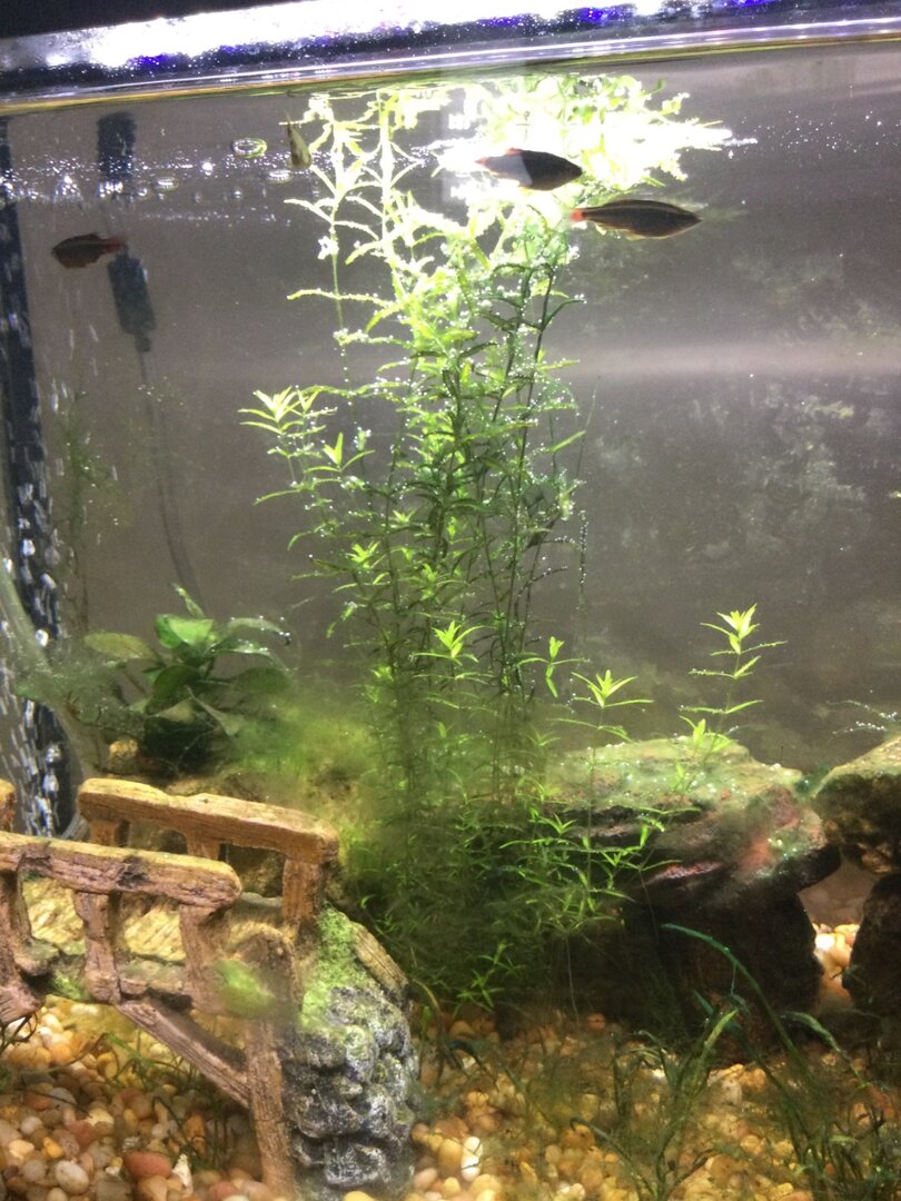 Weird looking plants! - Page 2 - General Chat - Aquarium Co-Op Forum