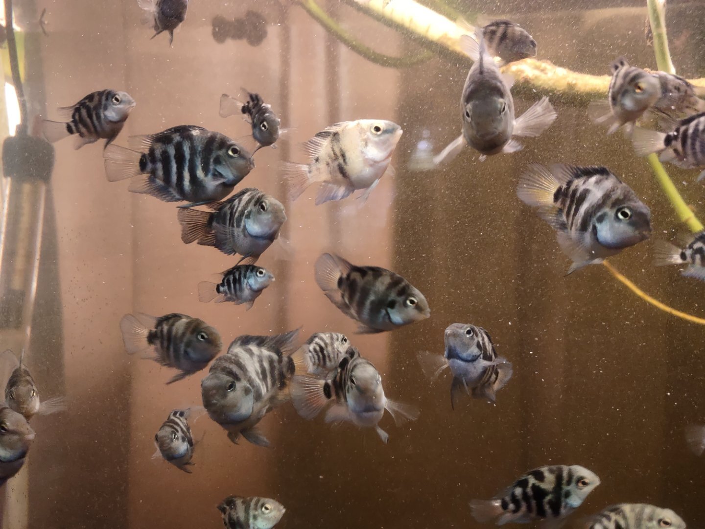 Breeding blue tiger/platinum parrot cichlid hybrid - Photos, Videos ...