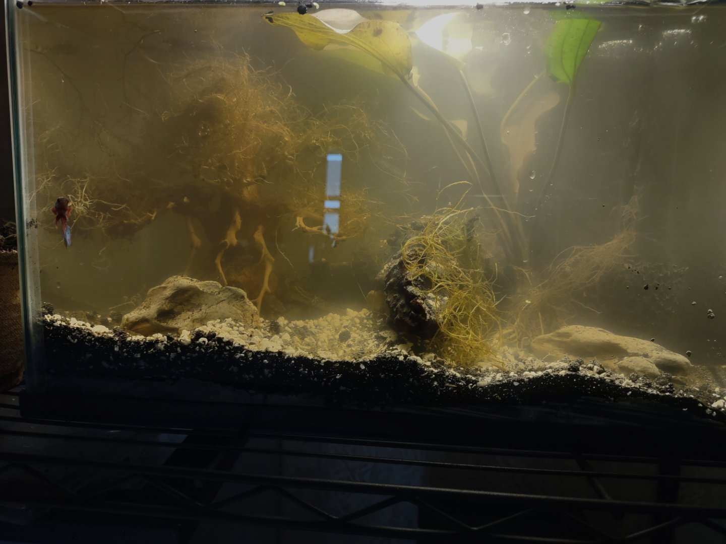 Scaping a 5.5 shrimp tank? - General Chat - Aquarium Co-Op Forum