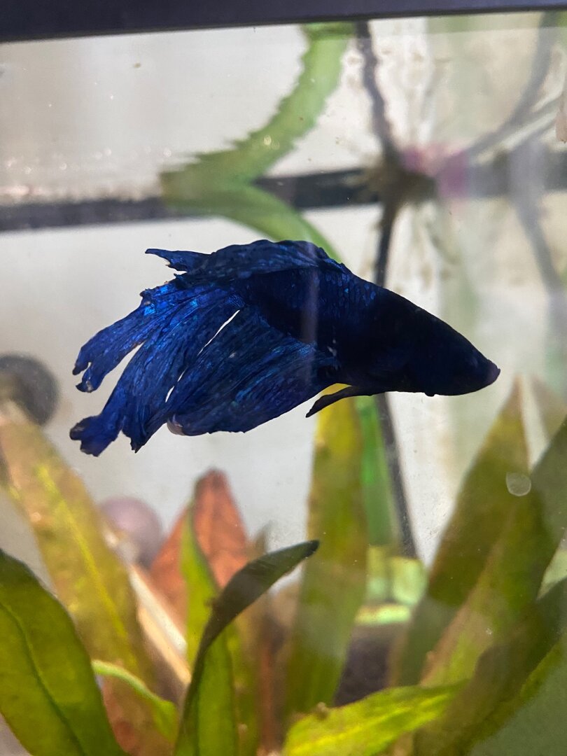Continual Fin Rot in Betta - Diseases - Aquarium Co-Op Forum
