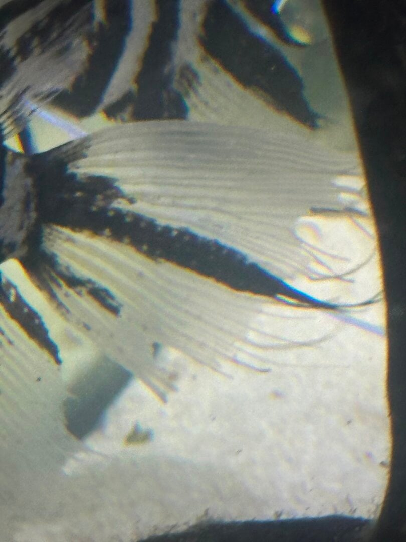 What is on my angel’s tail - not ICK - Diseases - Aquarium Co-Op Forum
