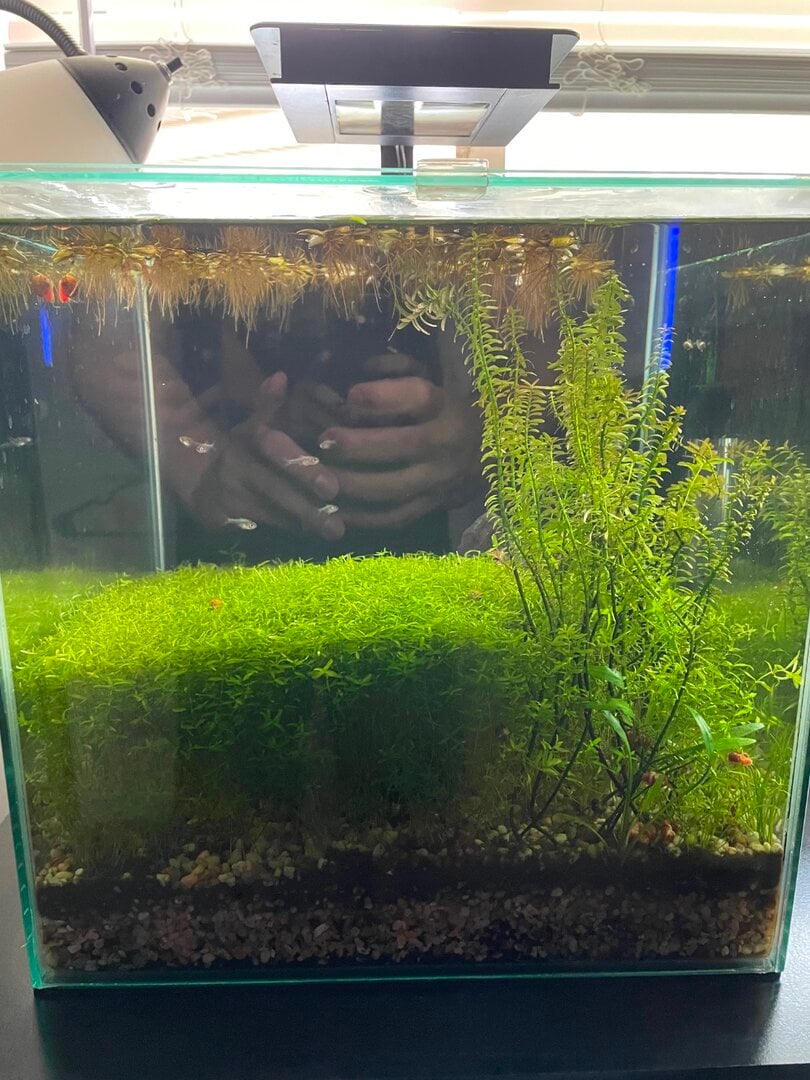 nano tank no filter shrimp tank advice - General Chat - Aquarium Co-Op ...