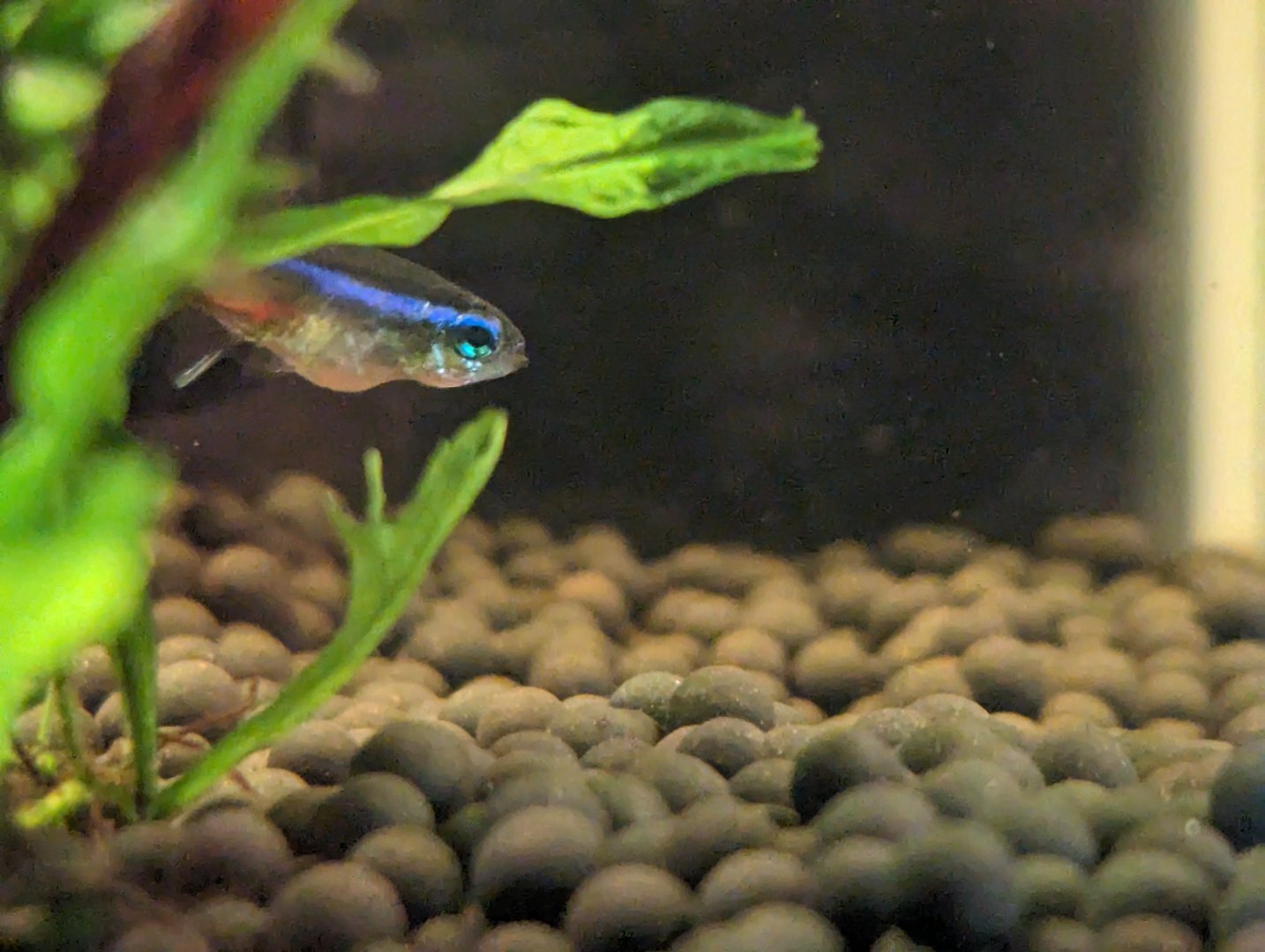 Odd stomach shape. - Diseases - Aquarium Co-Op Forum