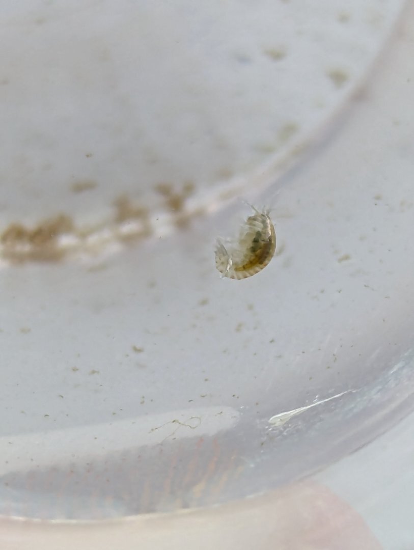 Found bug inside filter - General Chat - Aquarium Co-Op Forum