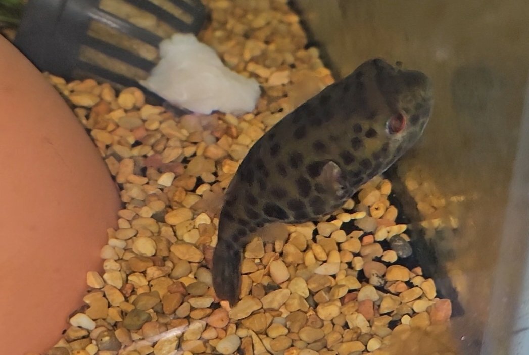 Update to species: Pao fangi breeding project - Fish Breeding ...