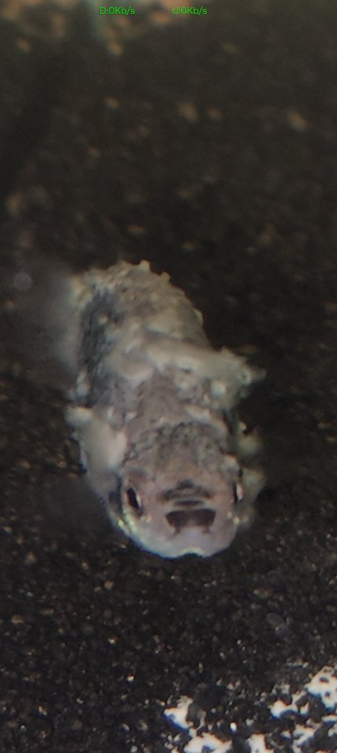 Platy Scales Flaking/Peeling - Diseases - Aquarium Co-Op Forum