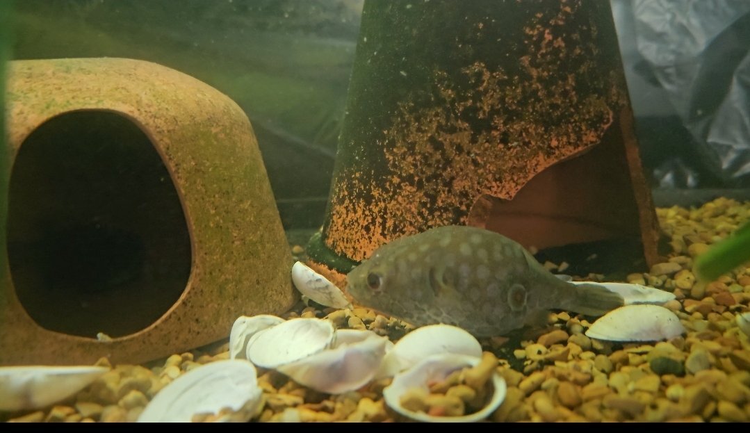 Update to species: Pao fangi breeding project - Fish Breeding ...