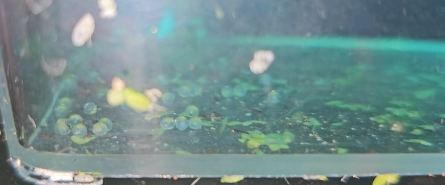 Update to species: Pao fangi breeding project - Fish Breeding ...