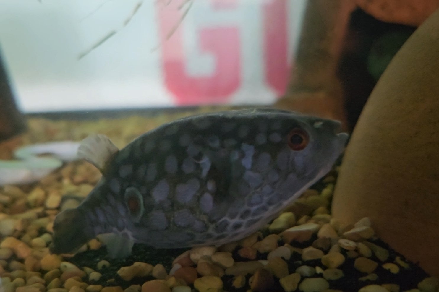 Update to species: Pao fangi breeding project - Fish Breeding ...