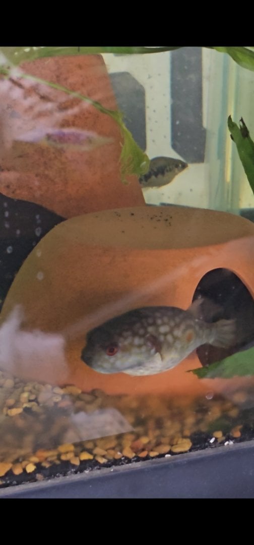 Update to species: Pao fangi breeding project - Fish Breeding ...