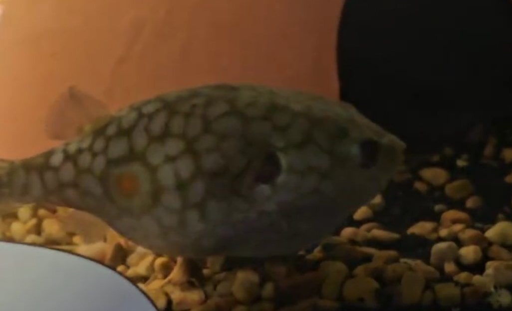 Update to species: Pao fangi breeding project - Fish Breeding ...