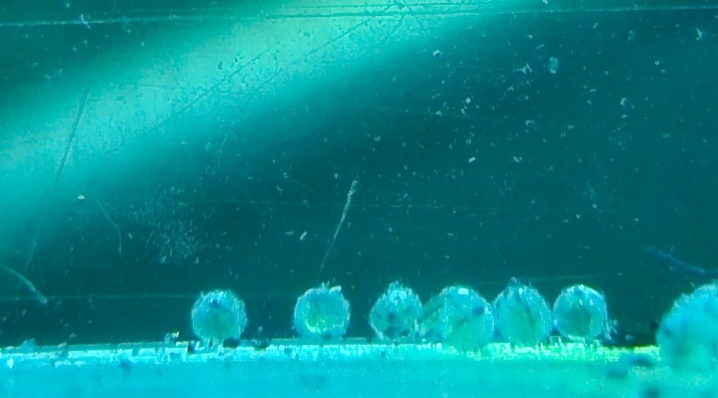 Update to species: Pao fangi breeding project - Fish Breeding ...