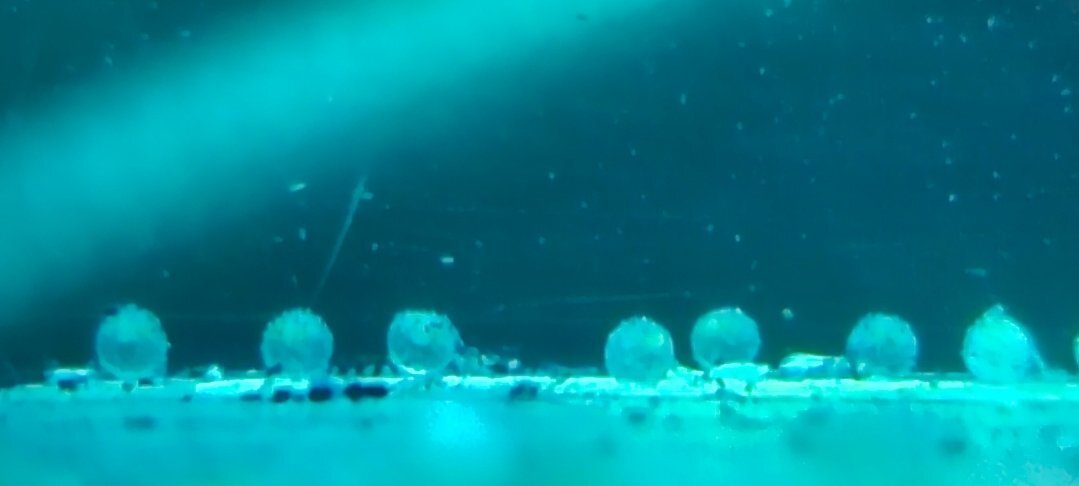 Update to species: Pao fangi breeding project - Fish Breeding ...
