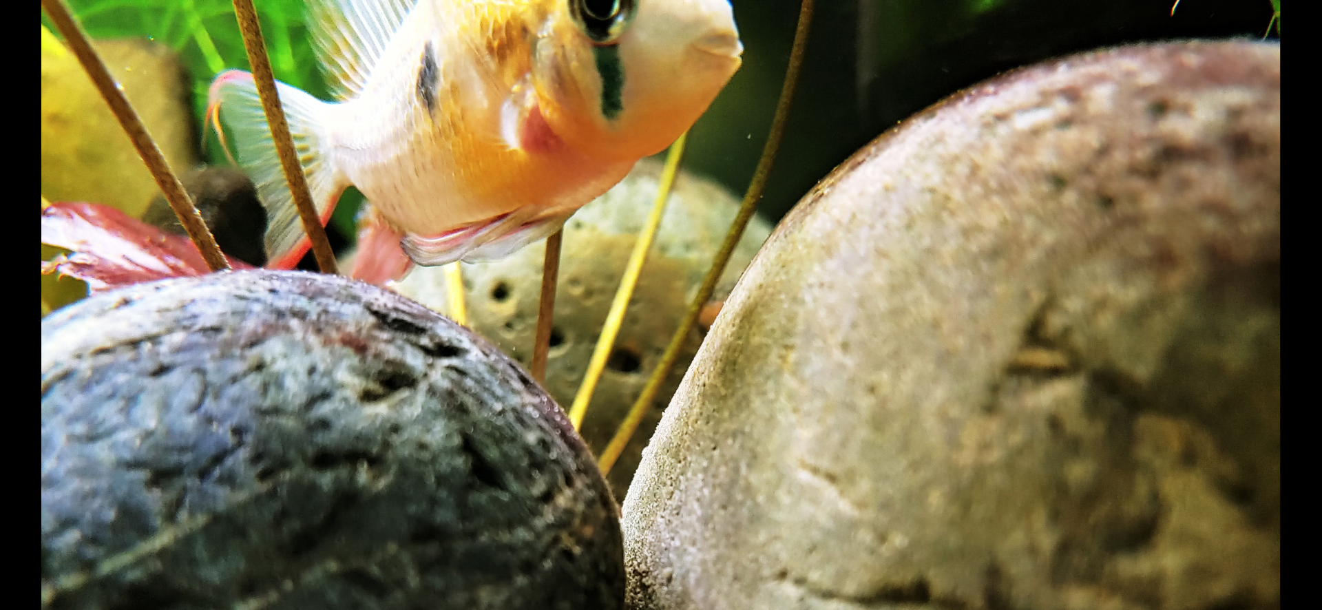 Bolivian Ram beginnings of fin rot? - Diseases - Aquarium Co-Op Forum